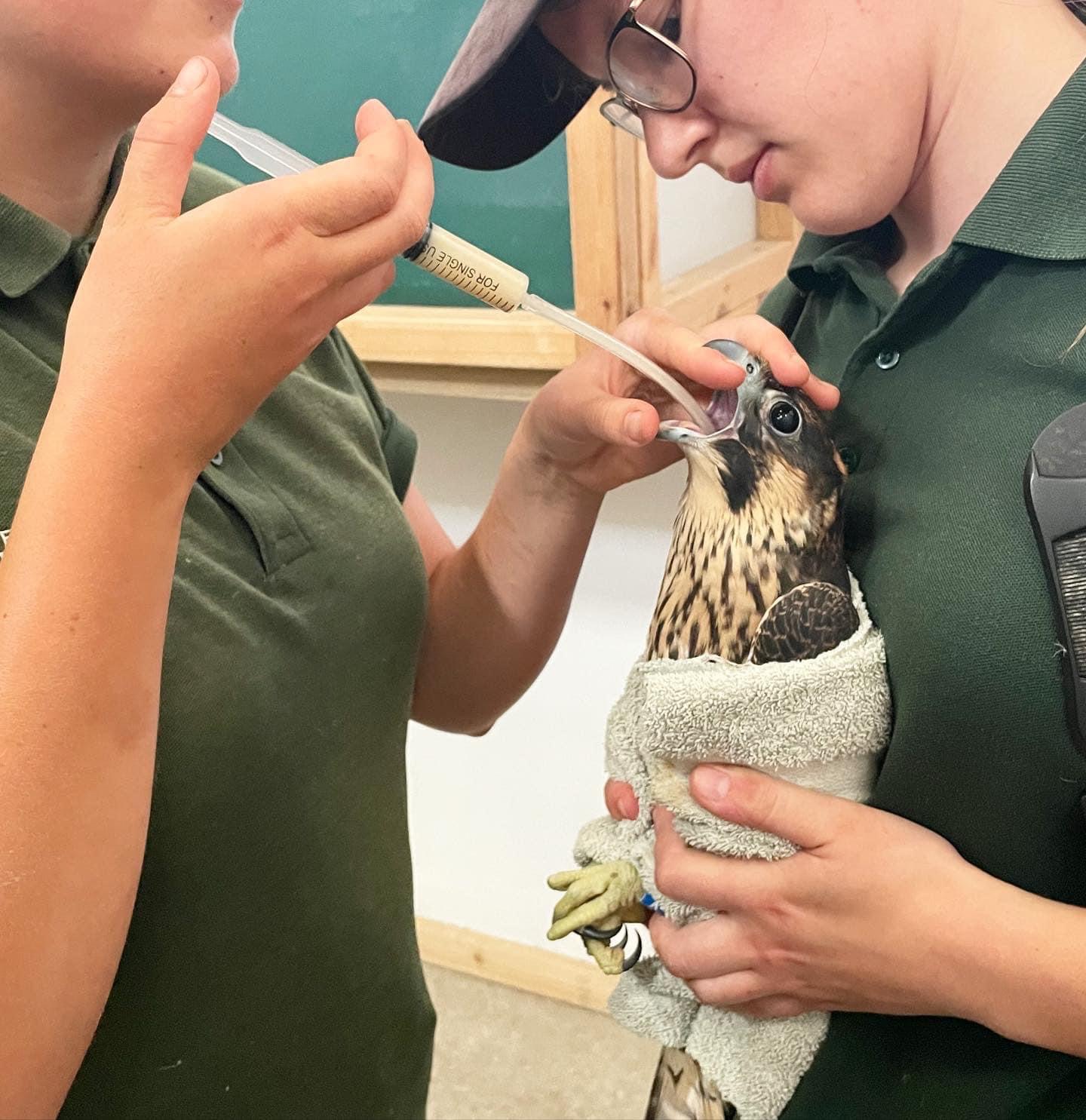 Our Projects - The Bird of Prey Project