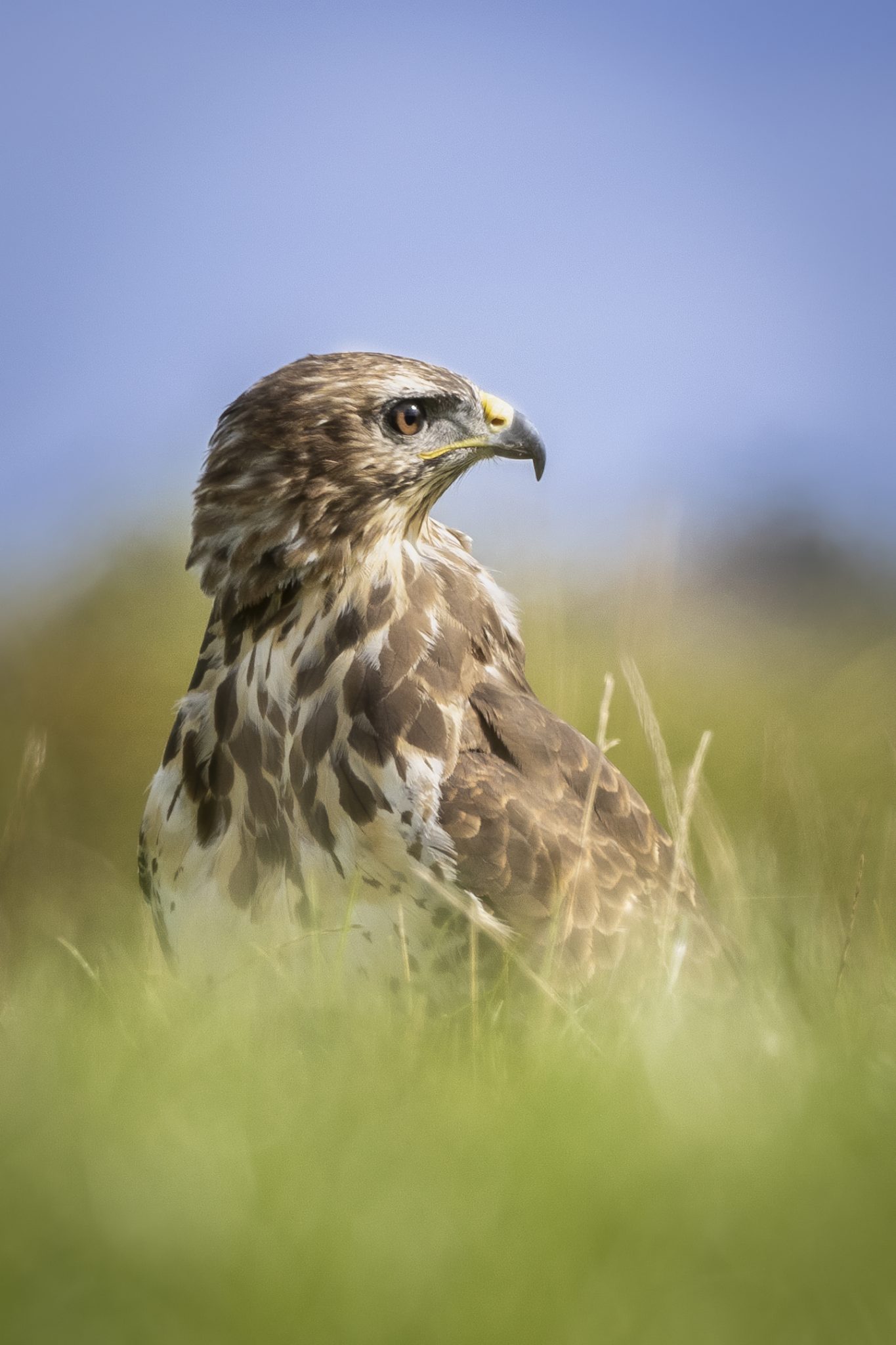 How to tell? Is it a Buzzard or a Red Kite? - The Bird of Prey Project