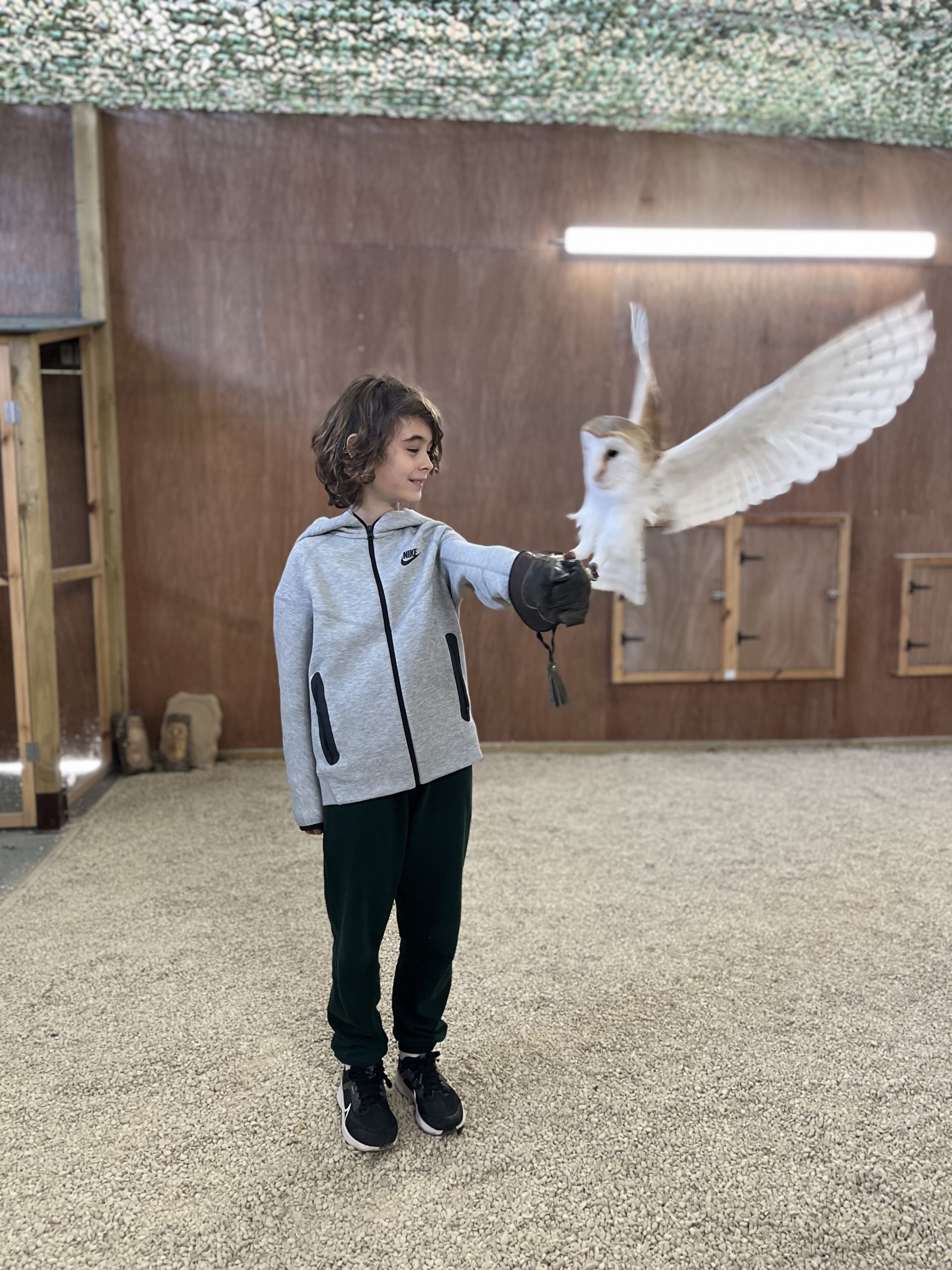 How wide are your wings? The Wingspan of different birds of prey. - The ...