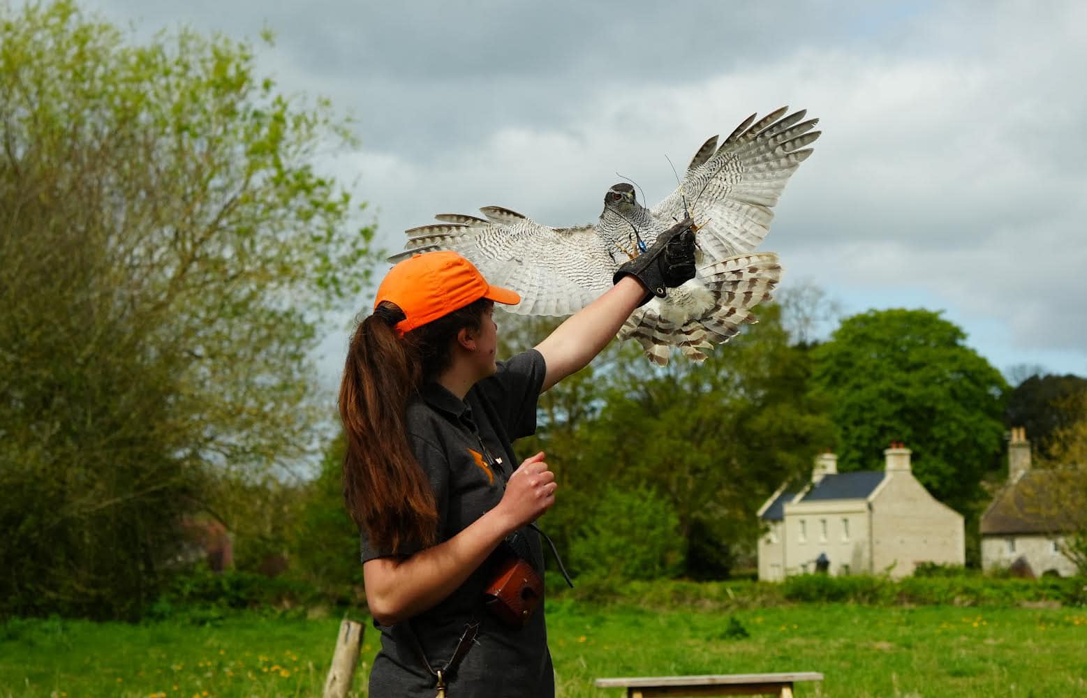 Opportunities - The Bird of Prey Project