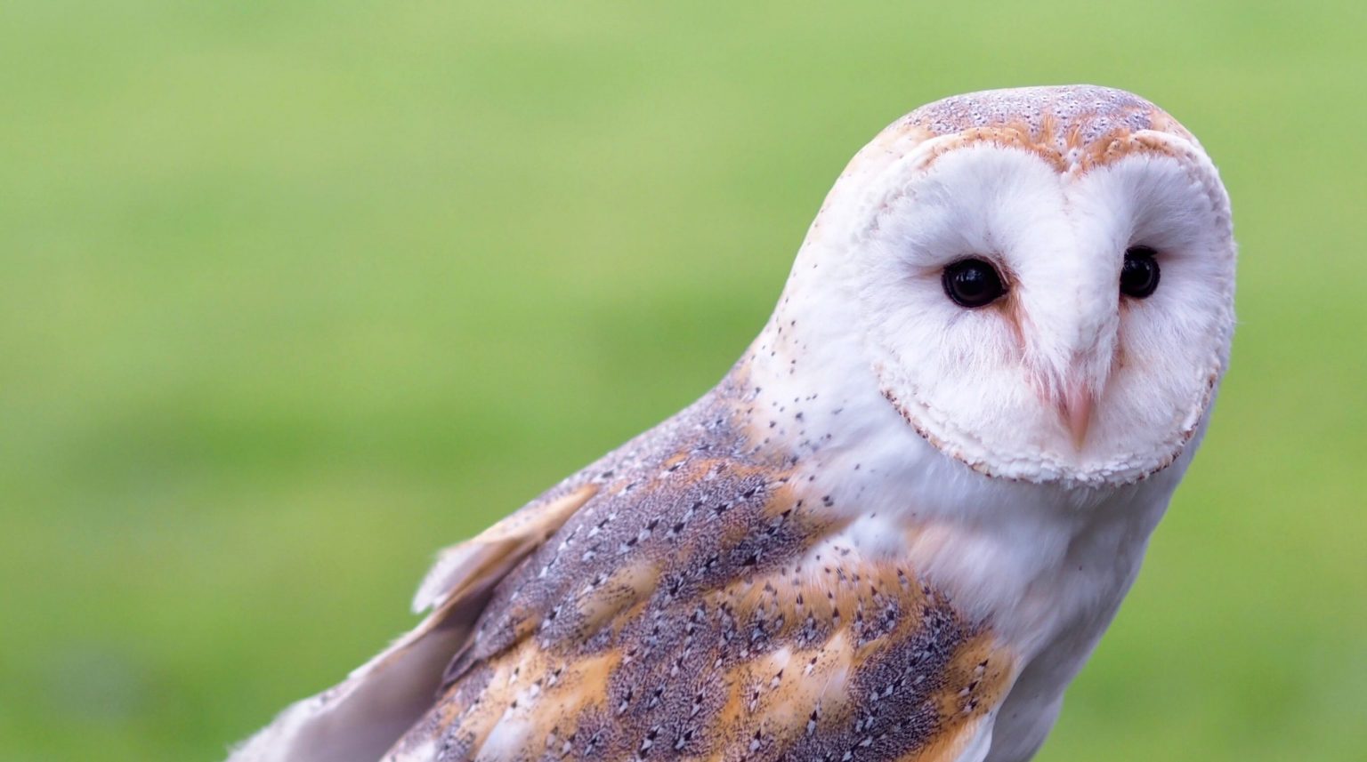 Can you keep Owls in the UK? - The Bird of Prey Project