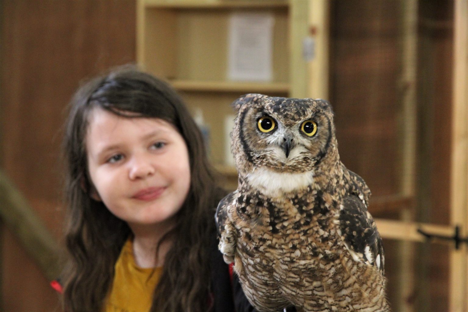 Can you keep Owls in the UK? - The Bird of Prey Project