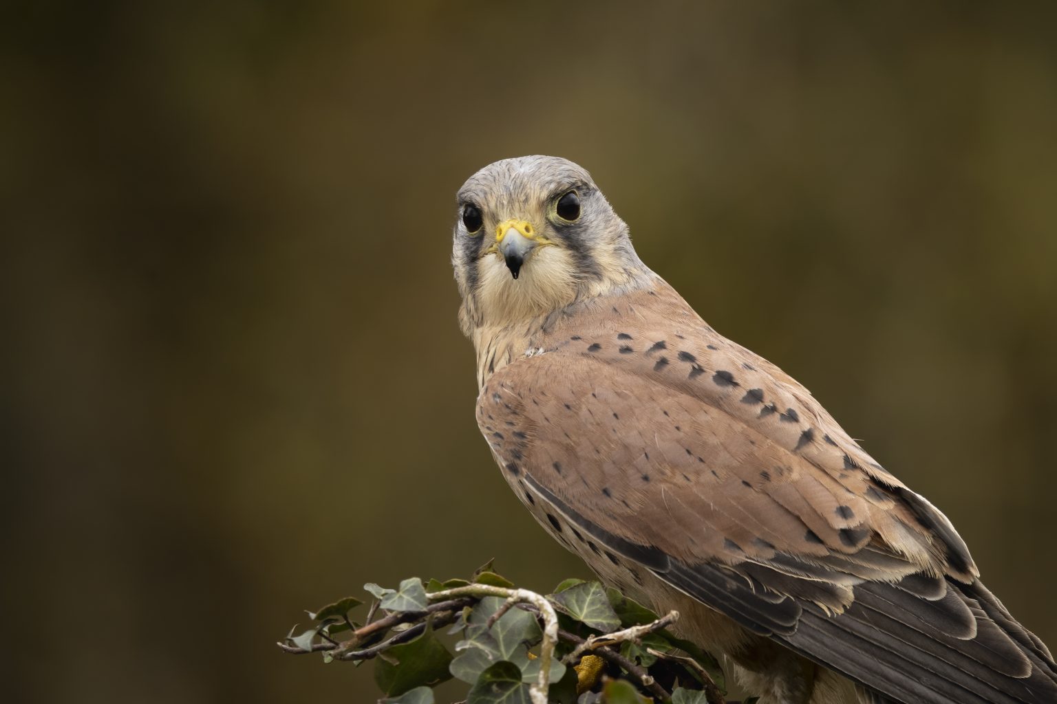 Fun facts about Kestrels! - The Bird of Prey Project