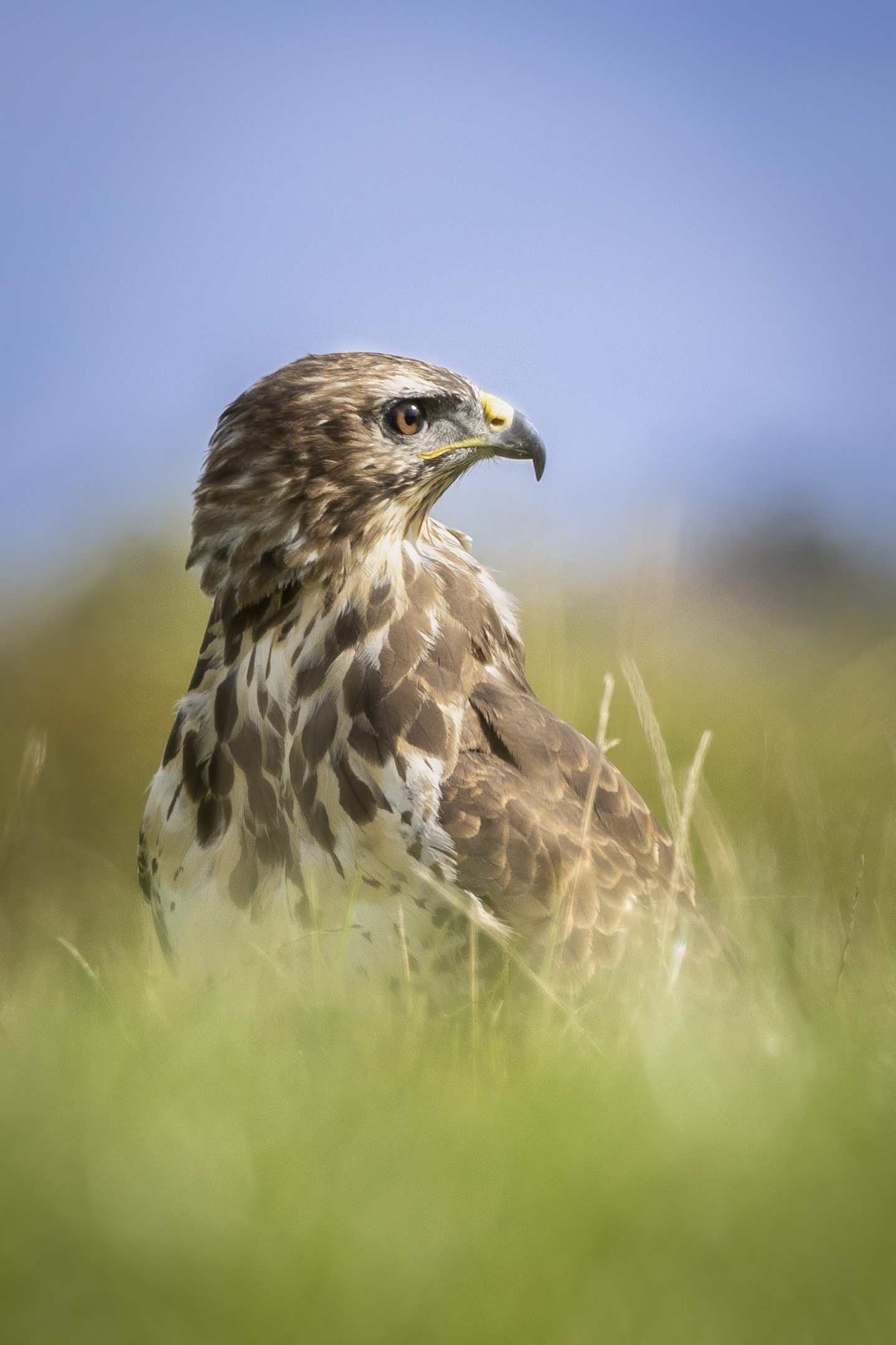 Fun facts about Common Buzzards! - The Bird of Prey Project