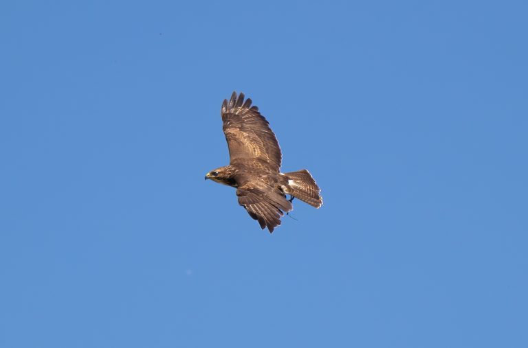 Fun facts about Common Buzzards! - The Bird of Prey Project