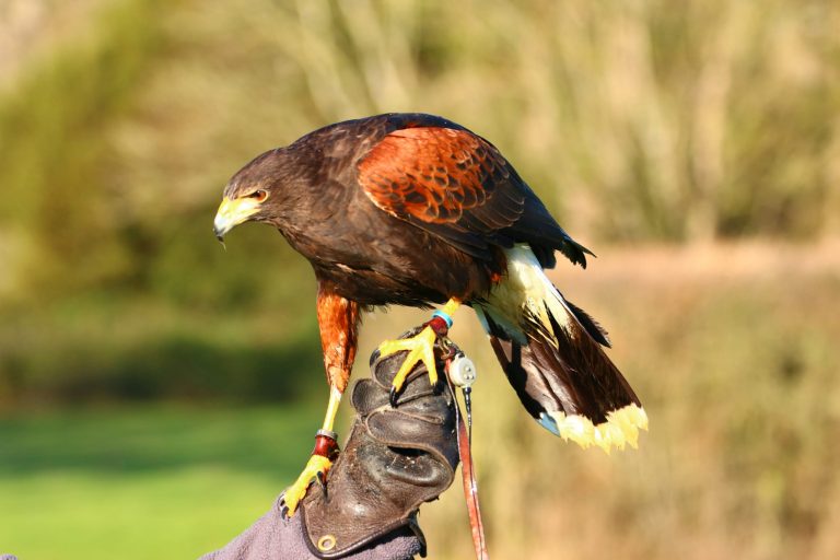 Bird of the Month: Percy - The Bird of Prey Project